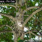 Blog | Arbor Doctor